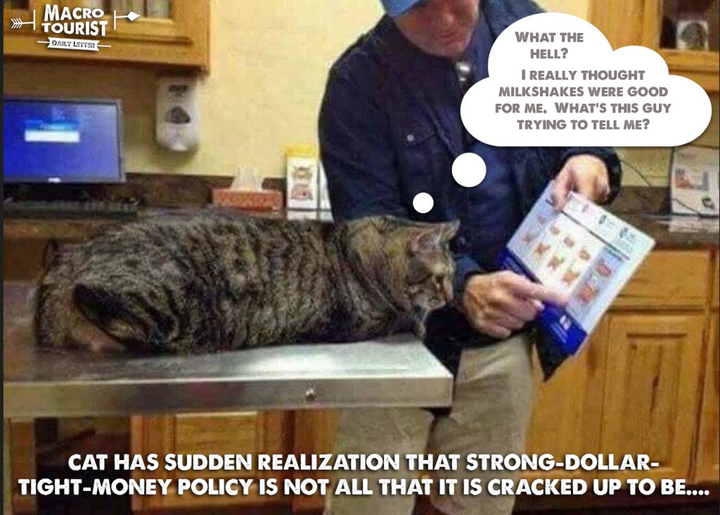 Sudden Realization Cat