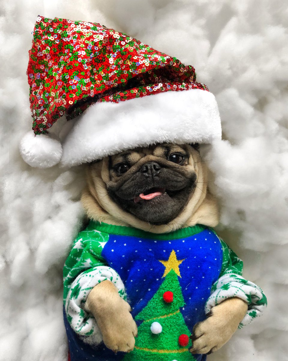 368 best Twitter u/itsdougthepug images on Pholder | As a ...