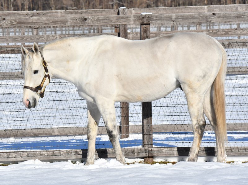 パカパカ工房 On Twitter 【ビッグレッドファームの種牡馬達】⛄新雪が綺麗で☀天気も良かったのでビッグレッドファームにお邪魔して来