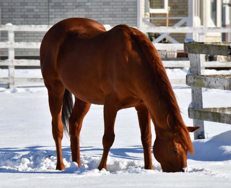 パカパカ工房 On Twitter 【ビッグレッドファームの種牡馬達】雪の中の牧草を食むグラスワンダー。なかなか頭を上げてくれなくて待たさ