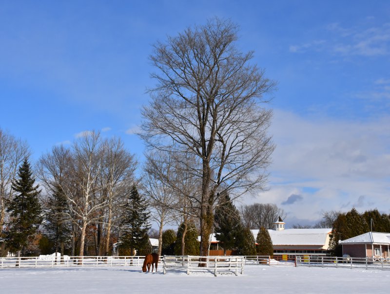 パカパカ工房 On Twitter 【ビッグレッドファームの種牡馬達】雪の中の牧草を食むグラスワンダー。なかなか頭を上げてくれなくて待たさ