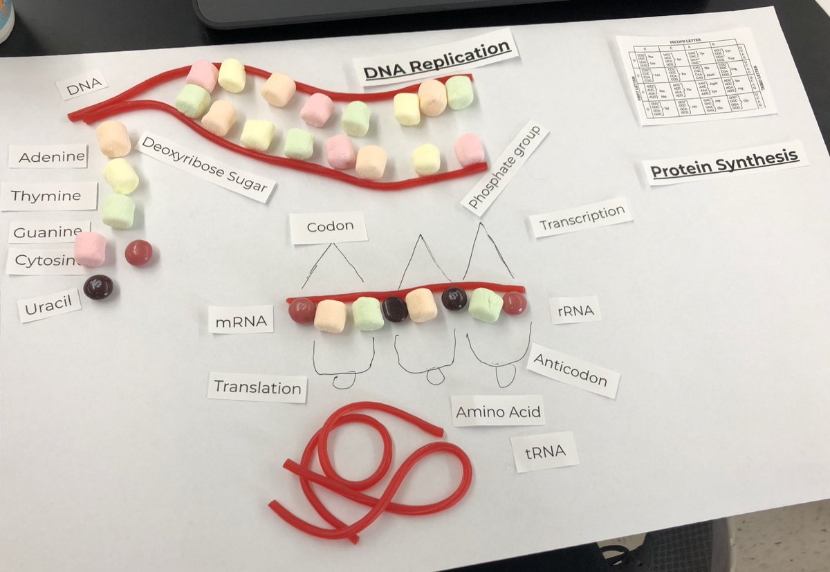 Protein Synthesis Model
