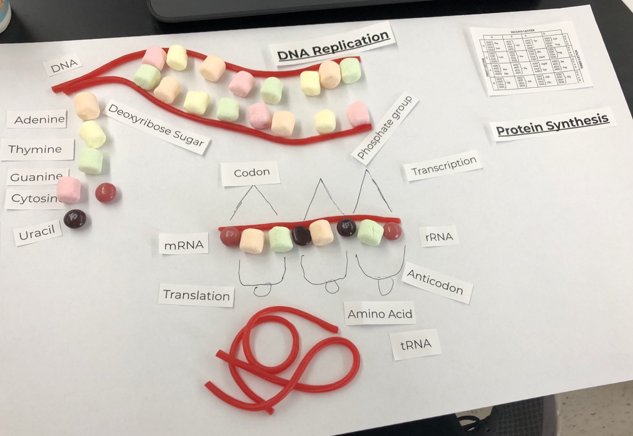 Dna Replication Model Project