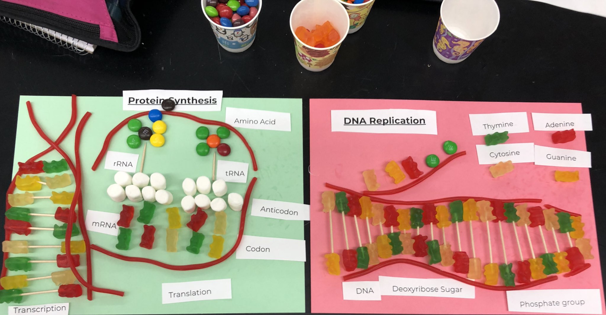 3d Dna Replication Model 3d Dna Replication Model