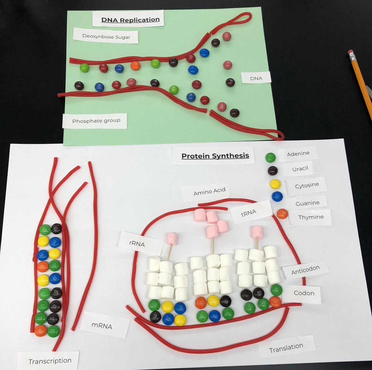 Protein Synthesis 3d Model