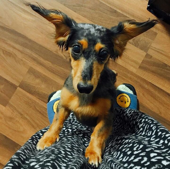 Cutest k-pop stars' pets? : kpop