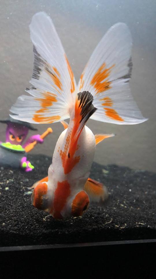 Butterfly Tail Goldfish
