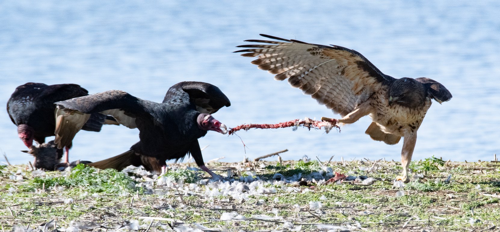 Turkey Buzzard Vs Hawk