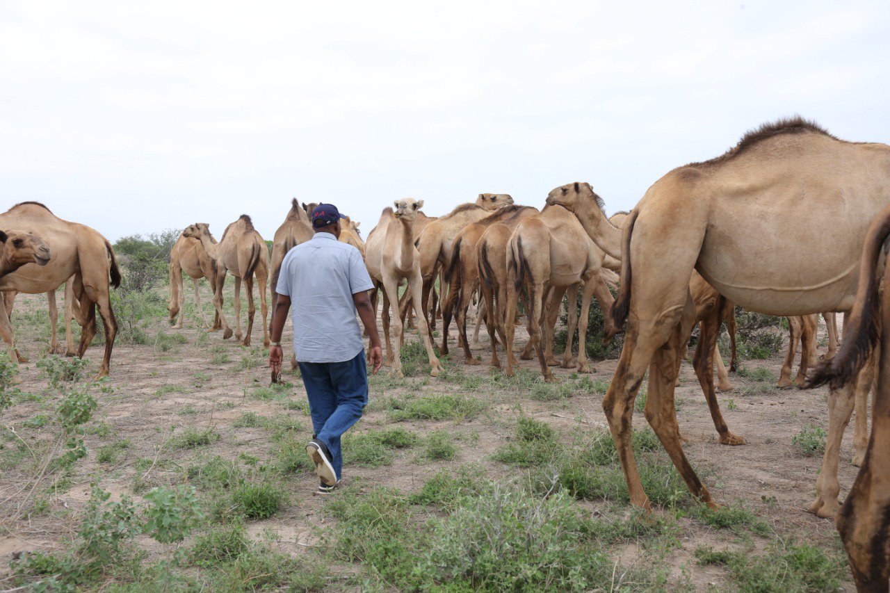Somali Proverbs