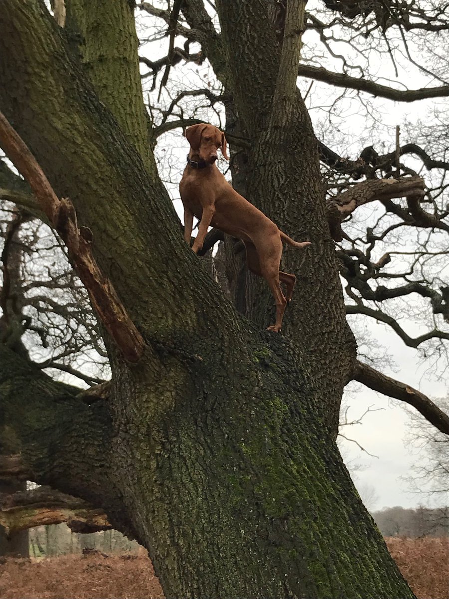 What Do Dogs And Trees Have In Common