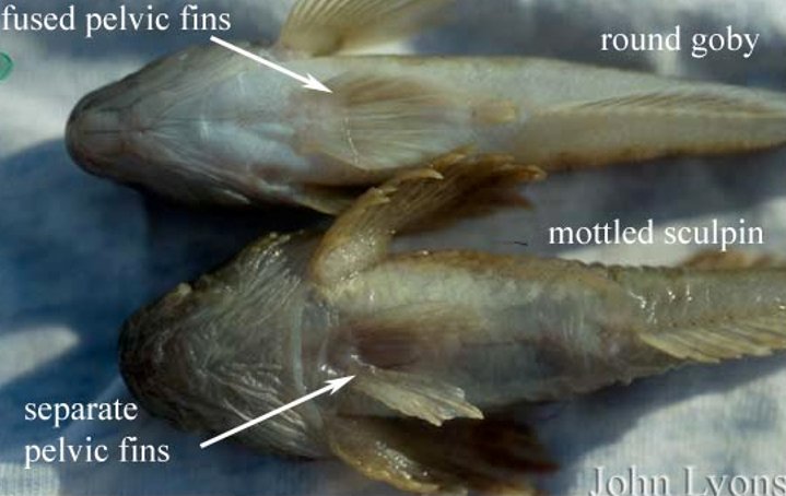 Mottled Sculpin Vs Round Goby
