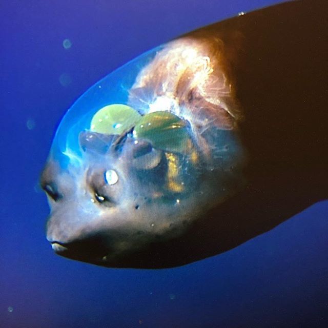 Transparent Head Fish