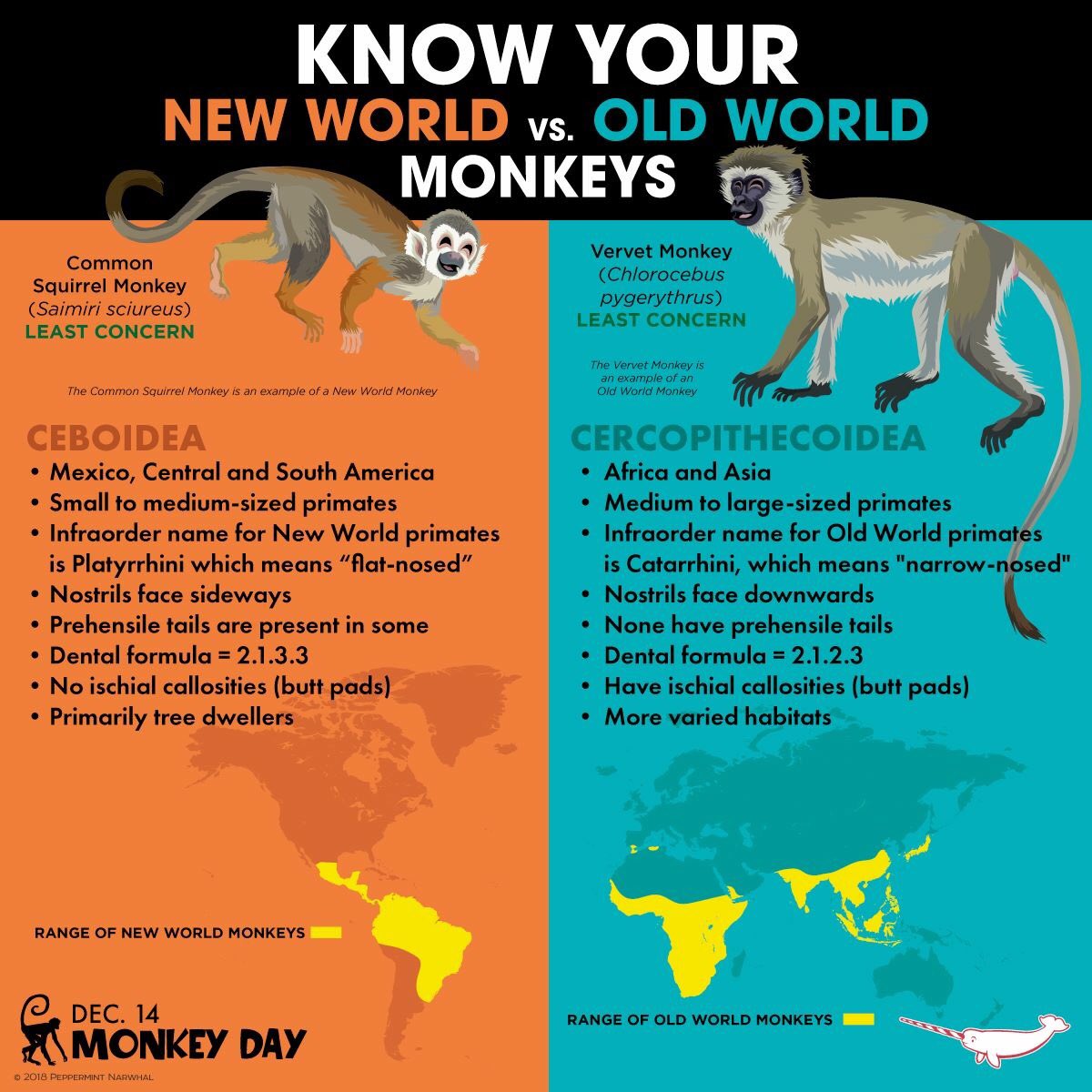 Old World Monkey Teeth