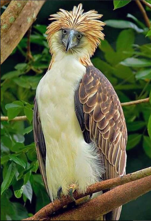 Philippine National Bird