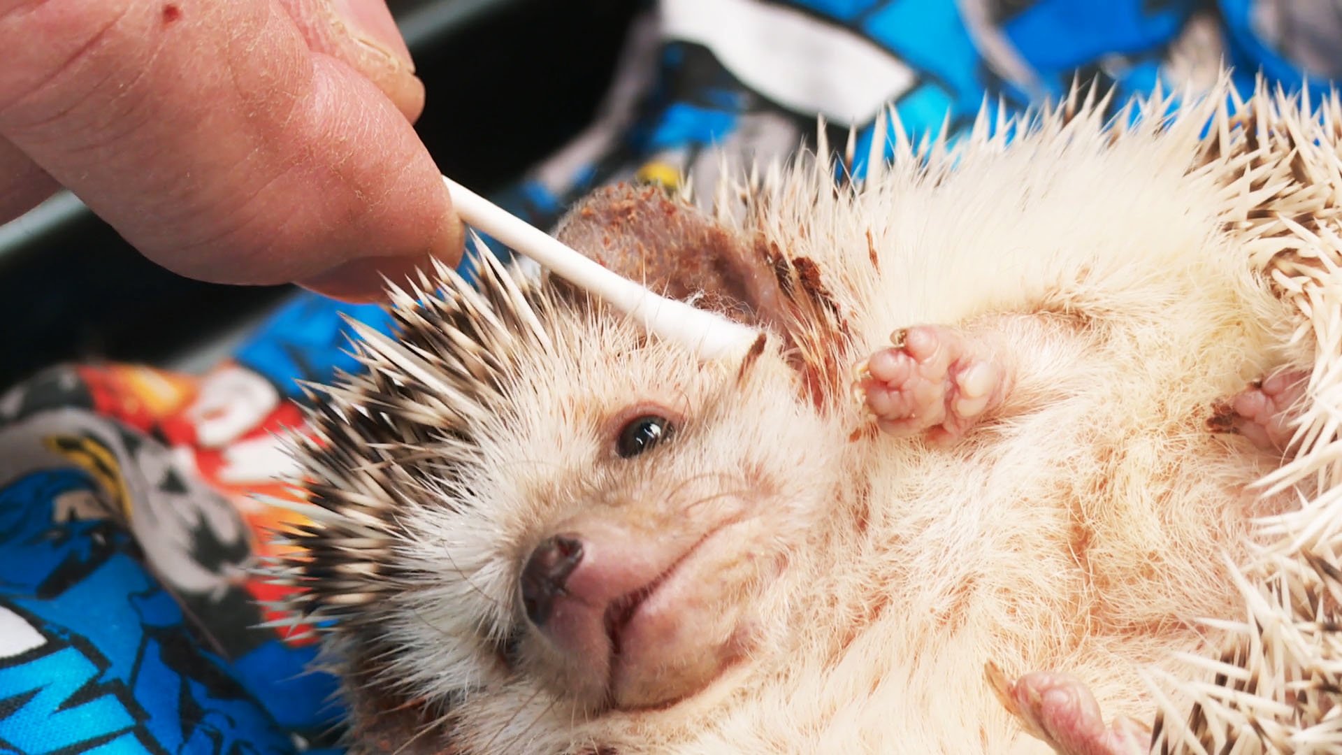 African Pygmy Hedgehog Teeth