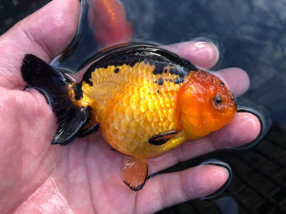 Black Ranchu Goldfish
