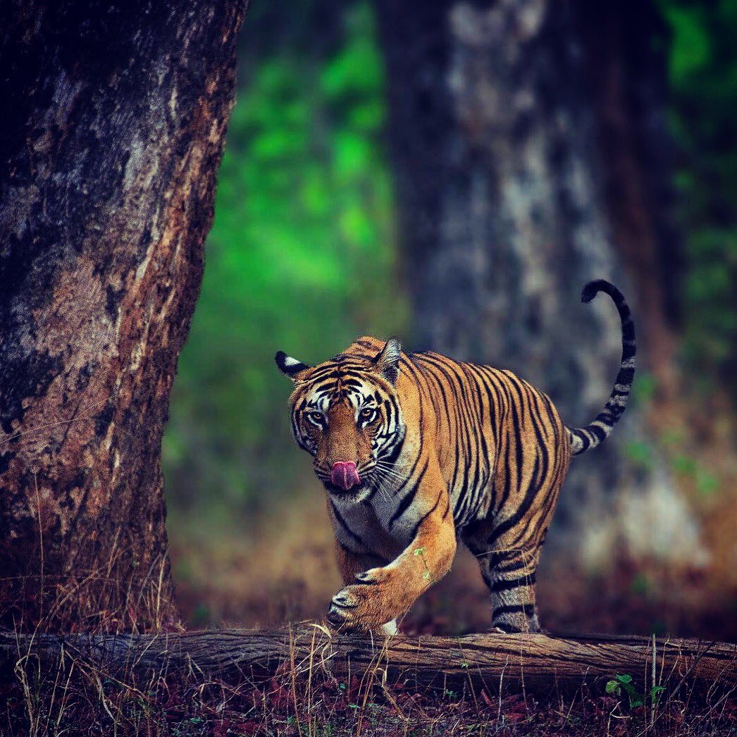 Pugdundee Safaris on Twitter: "What a meal! A dominant tigress marking its territory at Satpura ...
