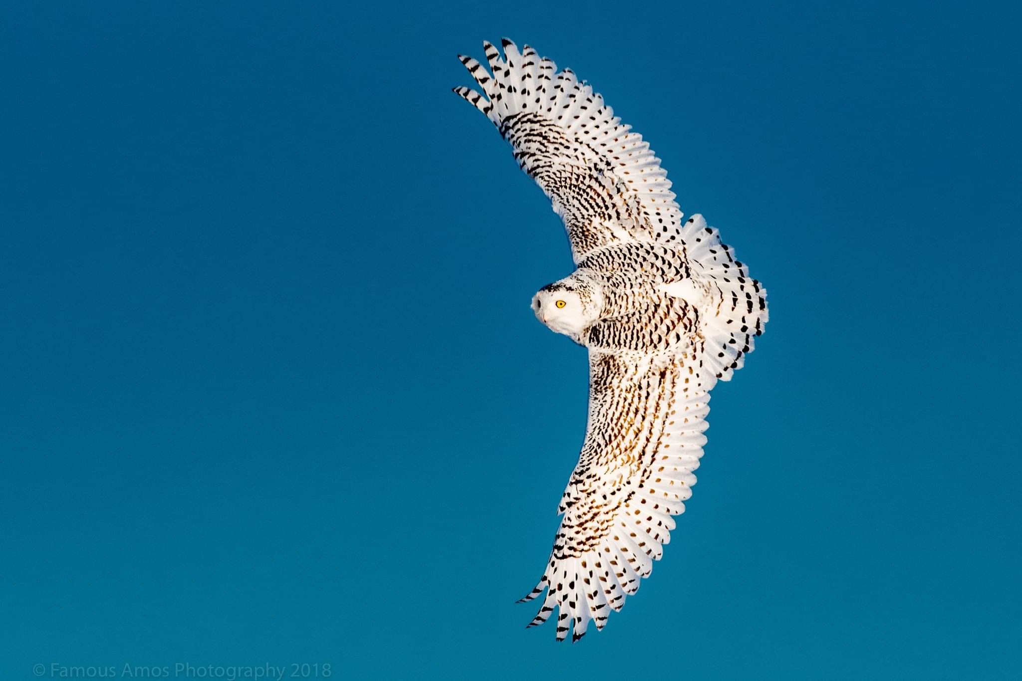 Snowy Owl Flying Side View