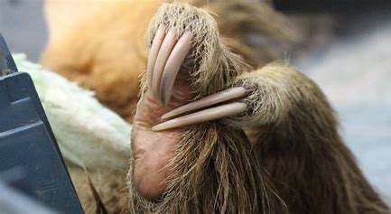 Sloth Feet