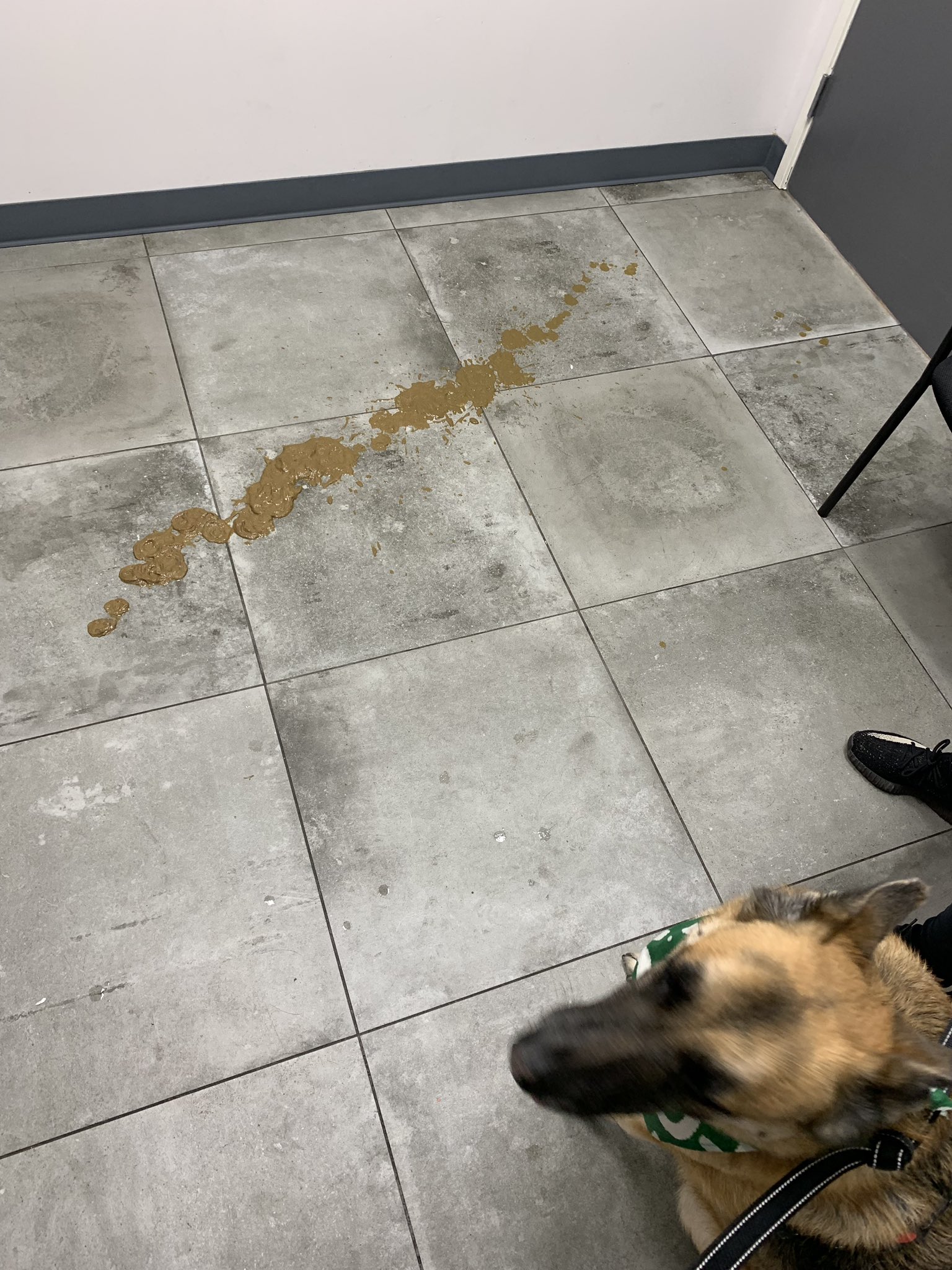 Explosive Diarrhea In Dogs Explosive Diarrhea Uncyclopedia