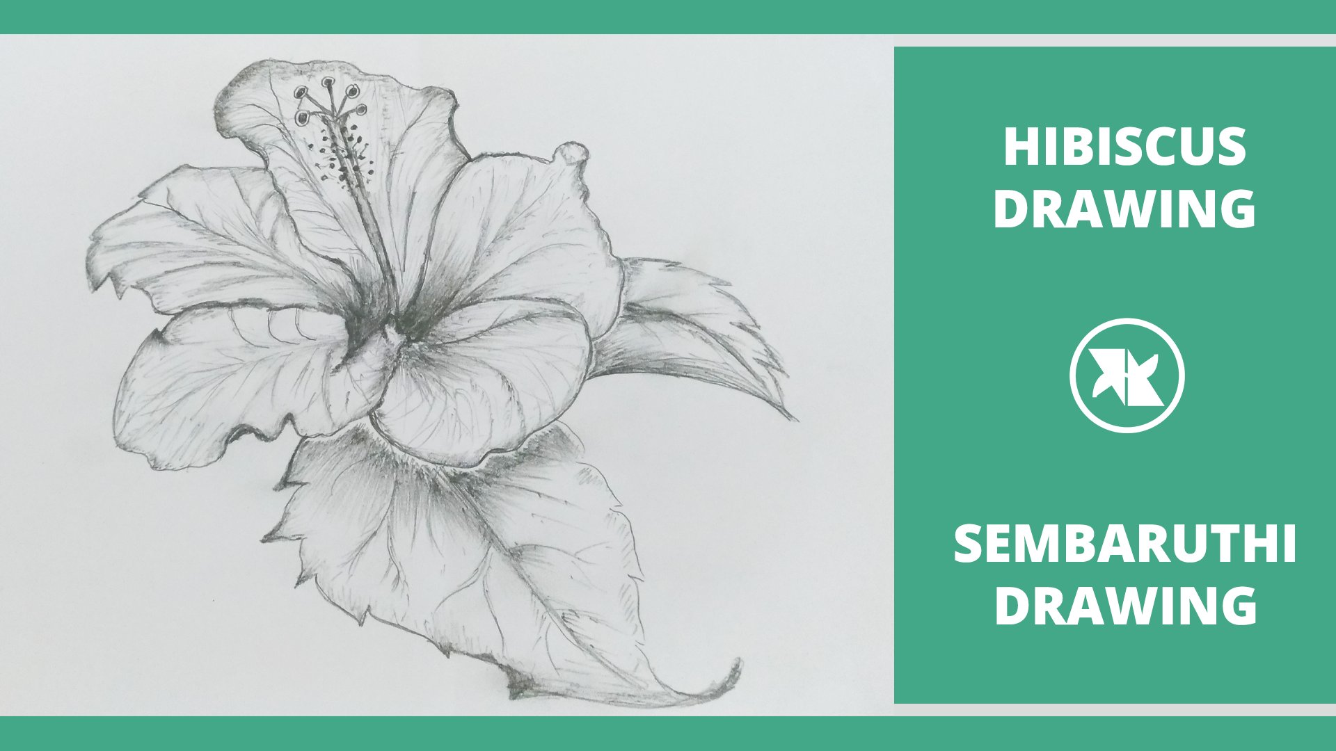 Hibiscus Flower Drawing Step By Step