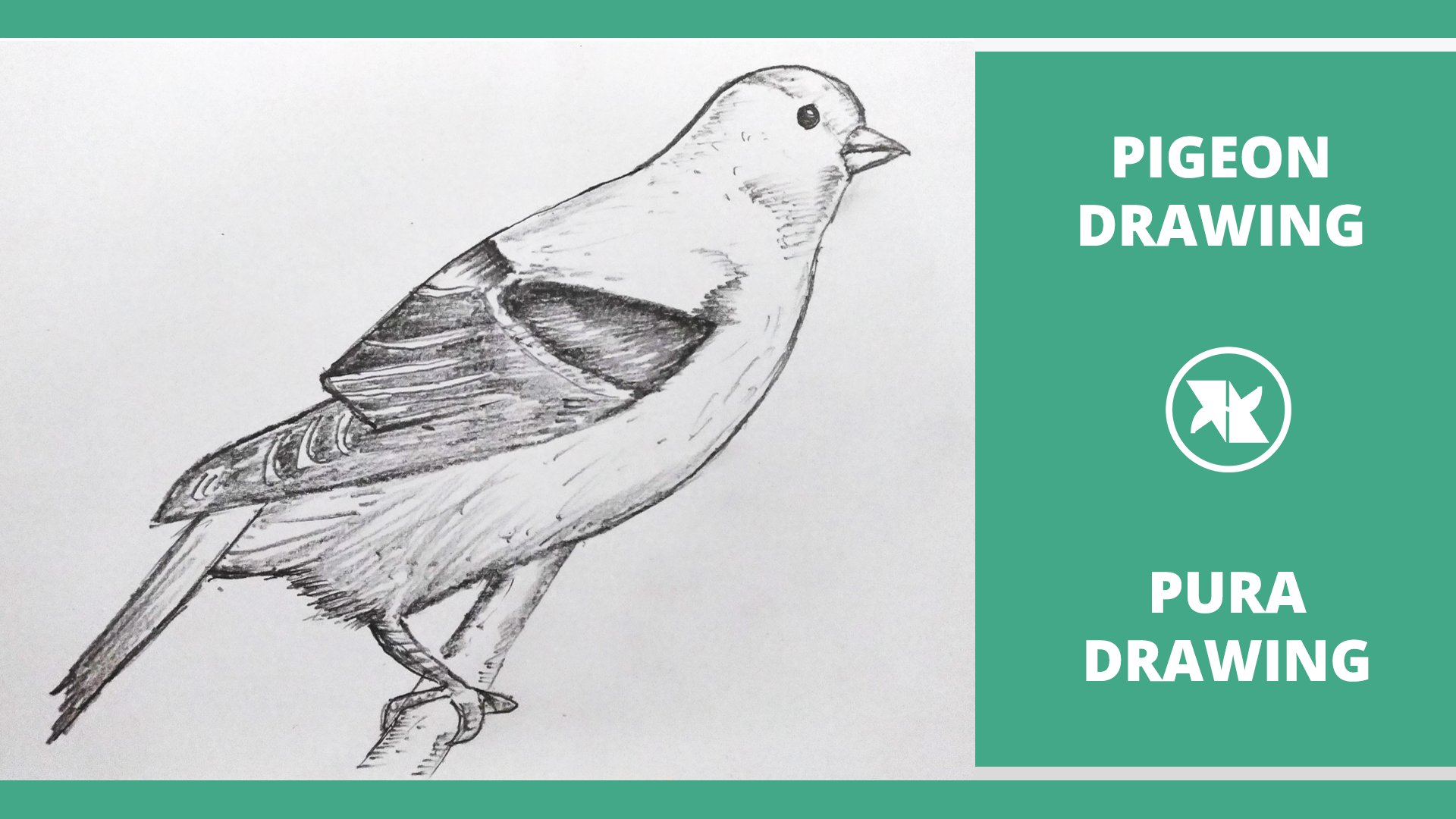 Pigeon Bird Drawing