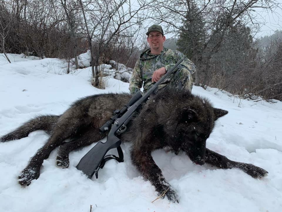 Hunting Wolve Hunting Idaho