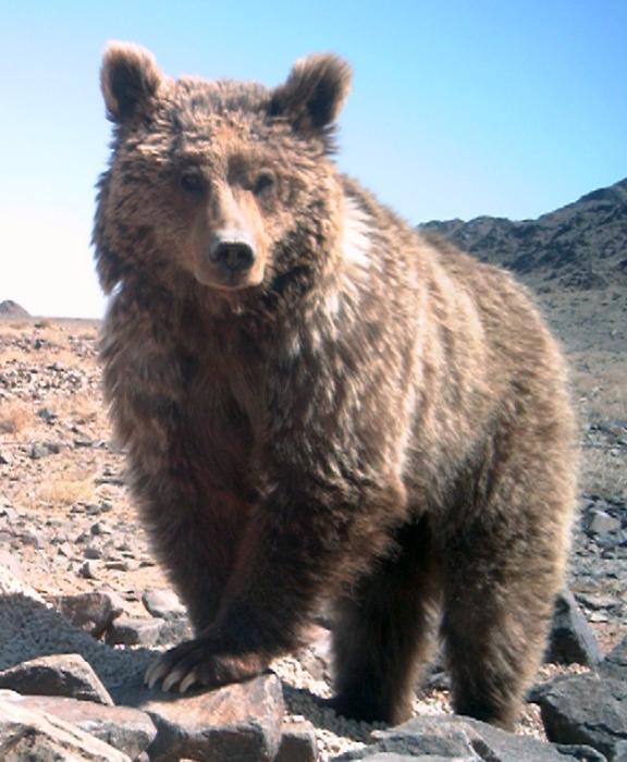 Gobi Bear