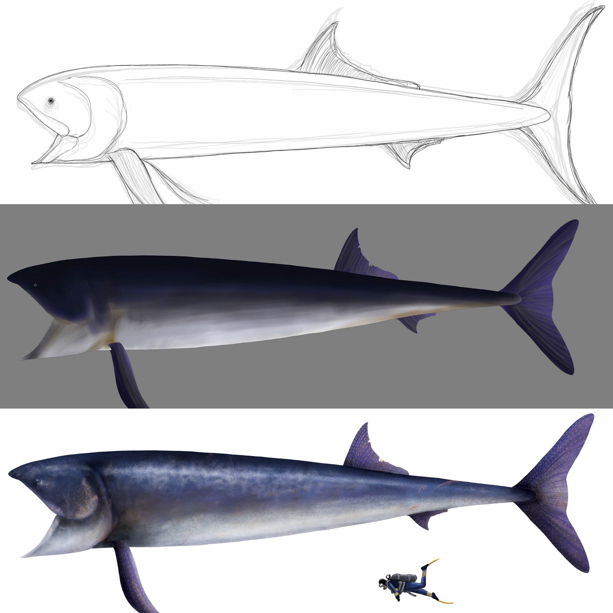 Leedsichthys Comparison