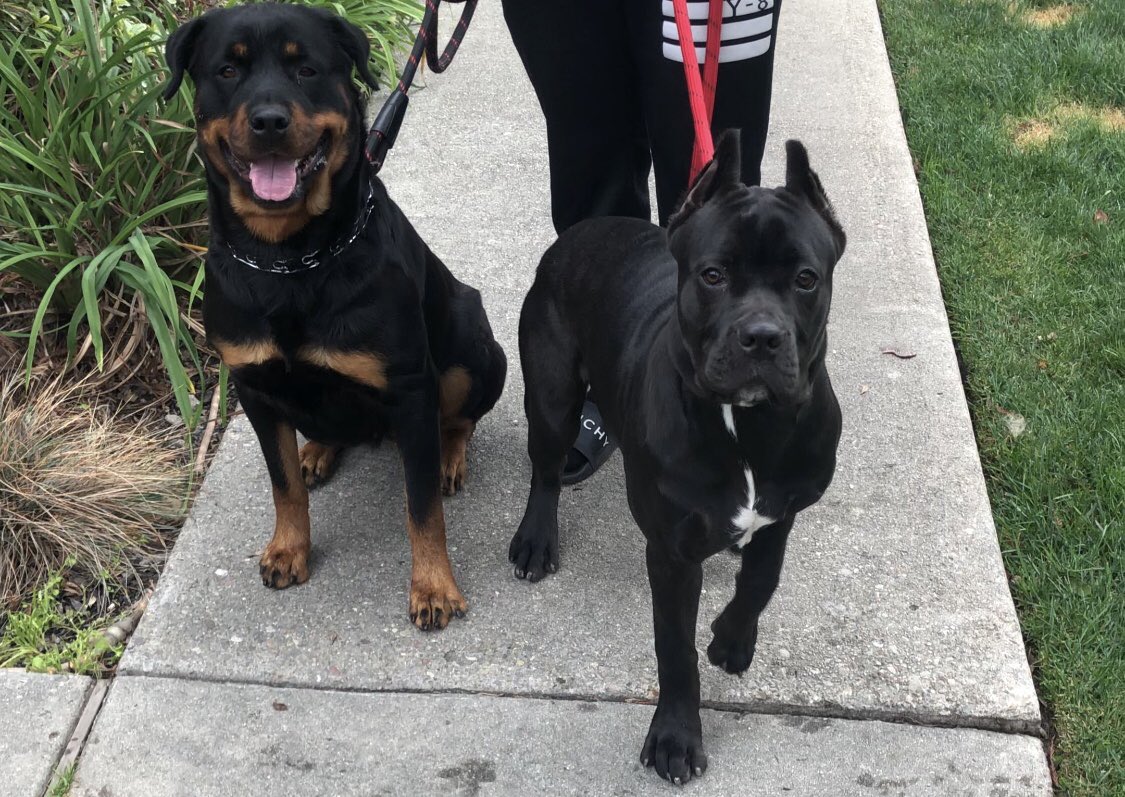 Cane Corso Vs Rottweiler