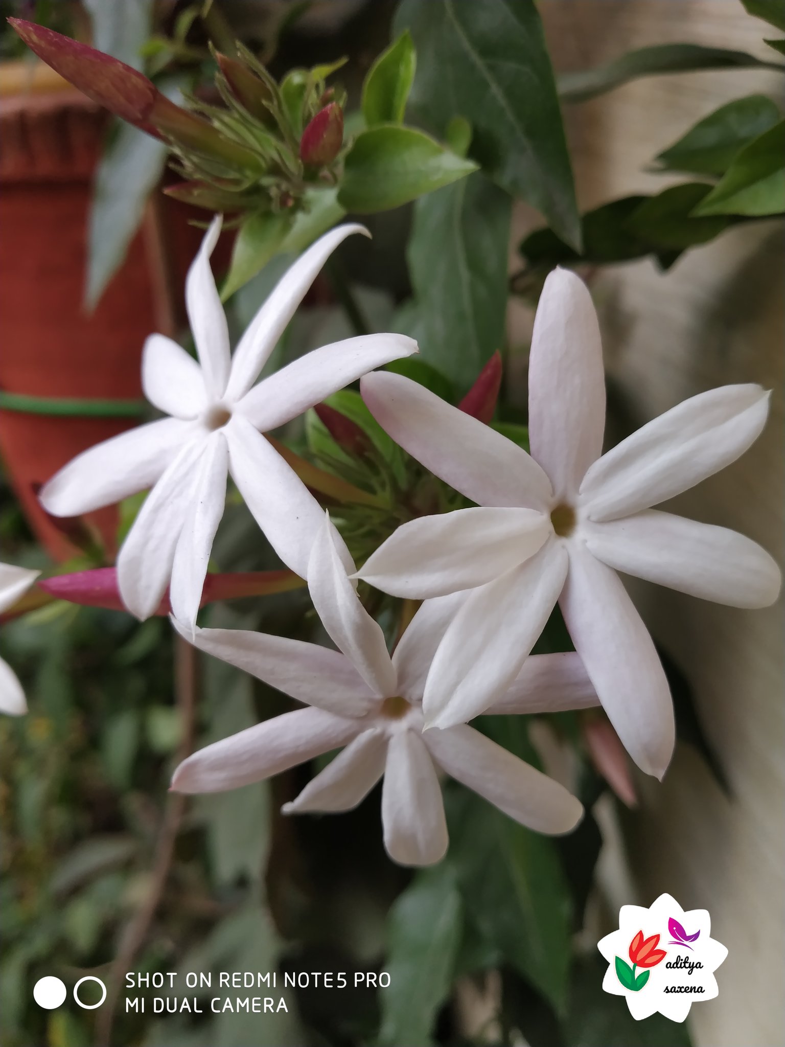 Saman Pichcha Flower