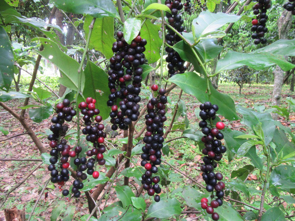 Bunch Of Organic Java Plum Fruits, Also Known As Duhat Or, 44% OFF