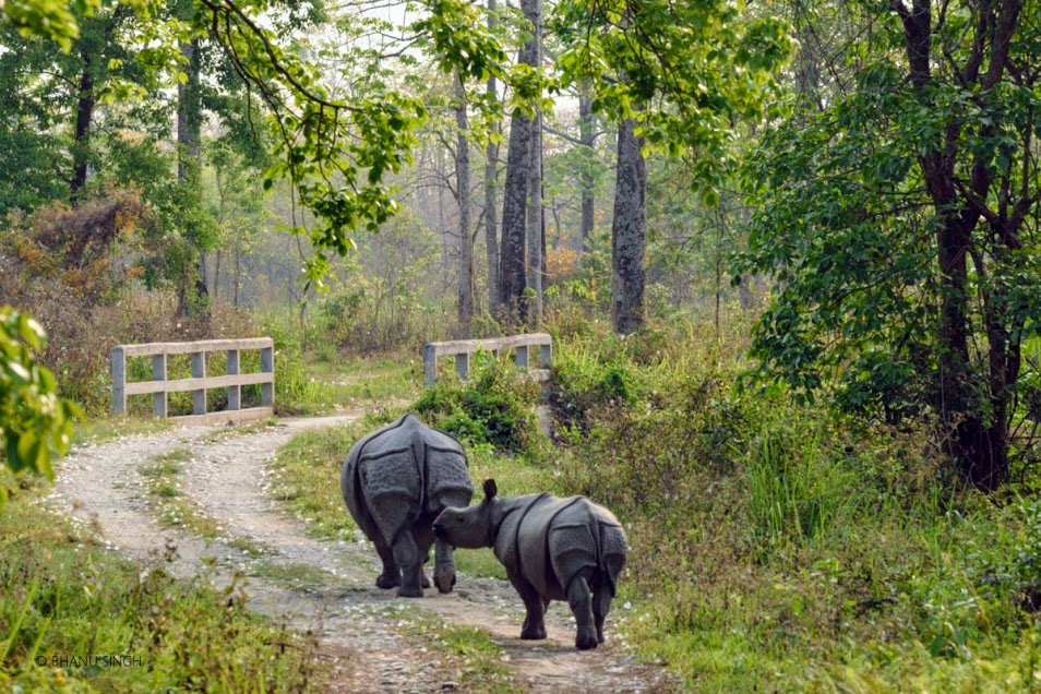 Manas National Park, Wildlife Sanctuary for Rhino and Tigers - RedComm