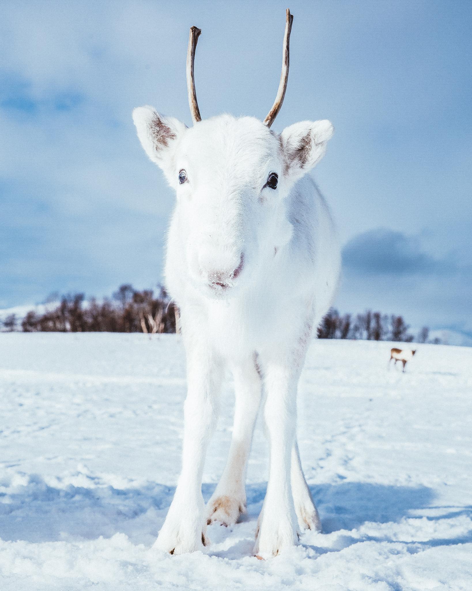 Baby Reindeer In Snow