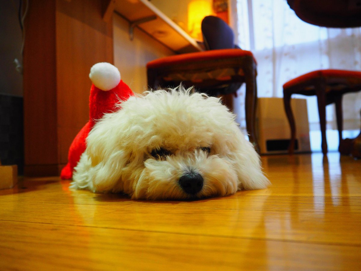 285 best Twitter u/lisa_olive images on Pholder | 朝から撮影してる📸💤