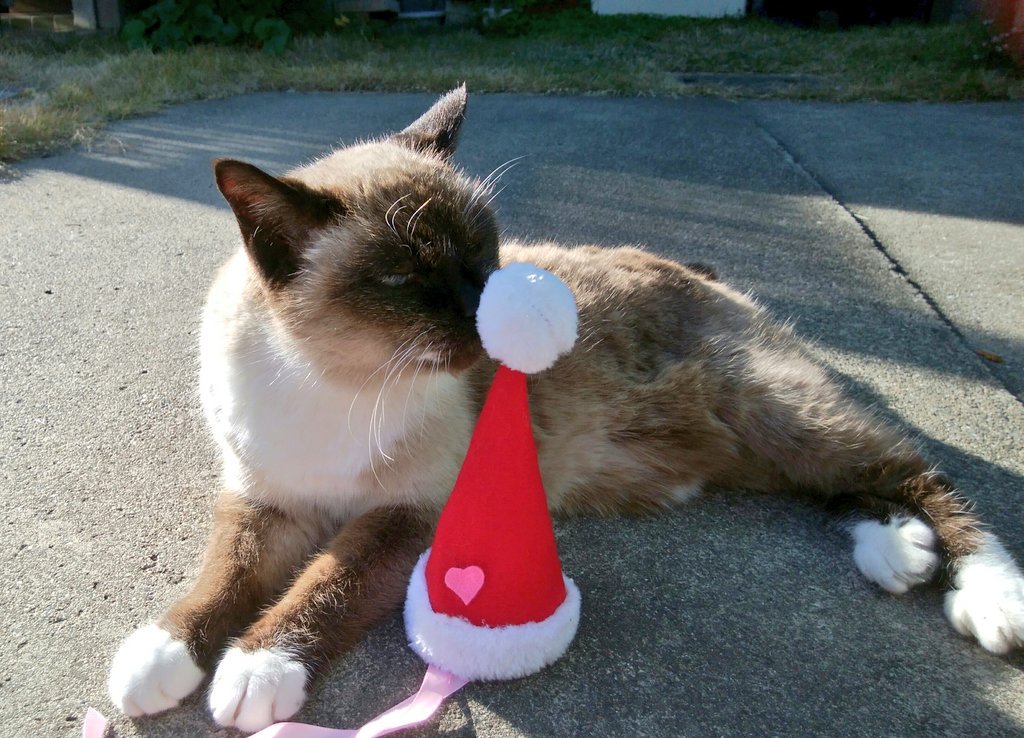 みーすけ (@misuke_867) | Twitter