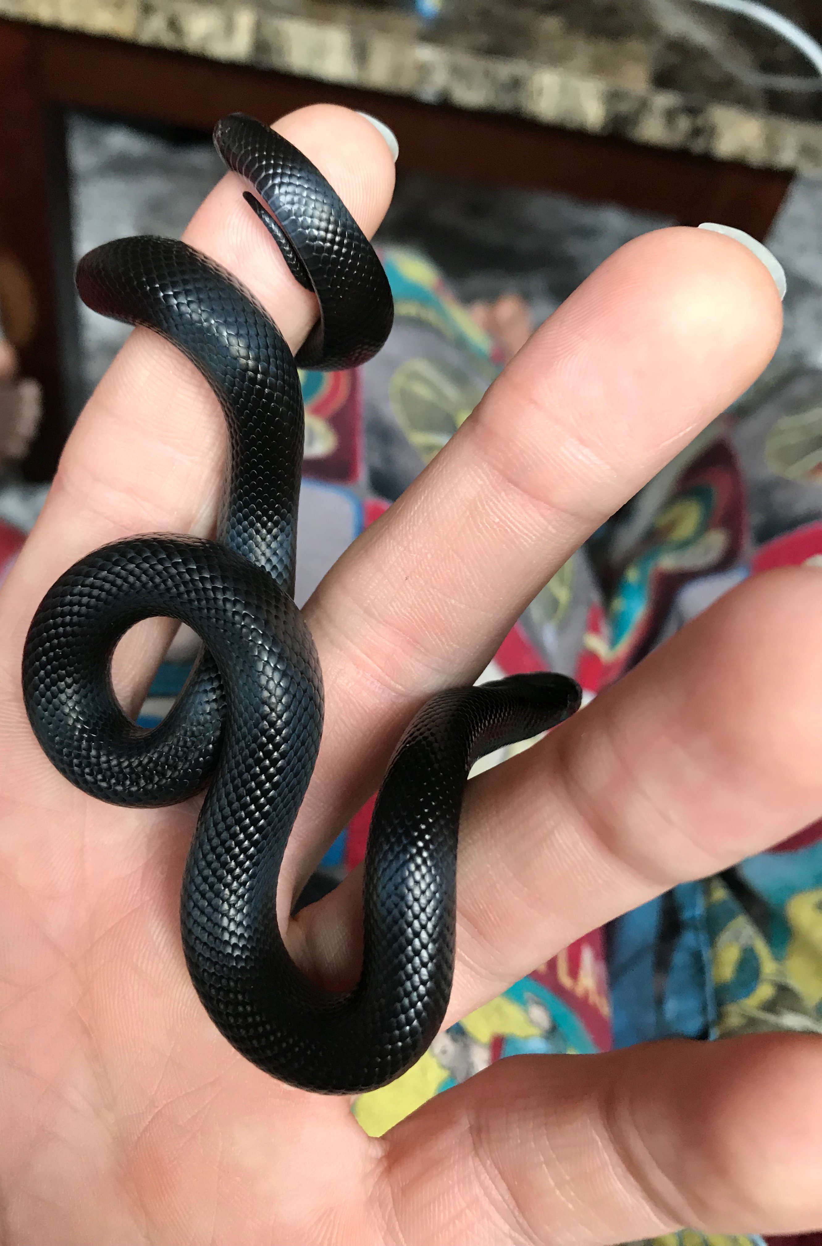 Baby Black King Snake