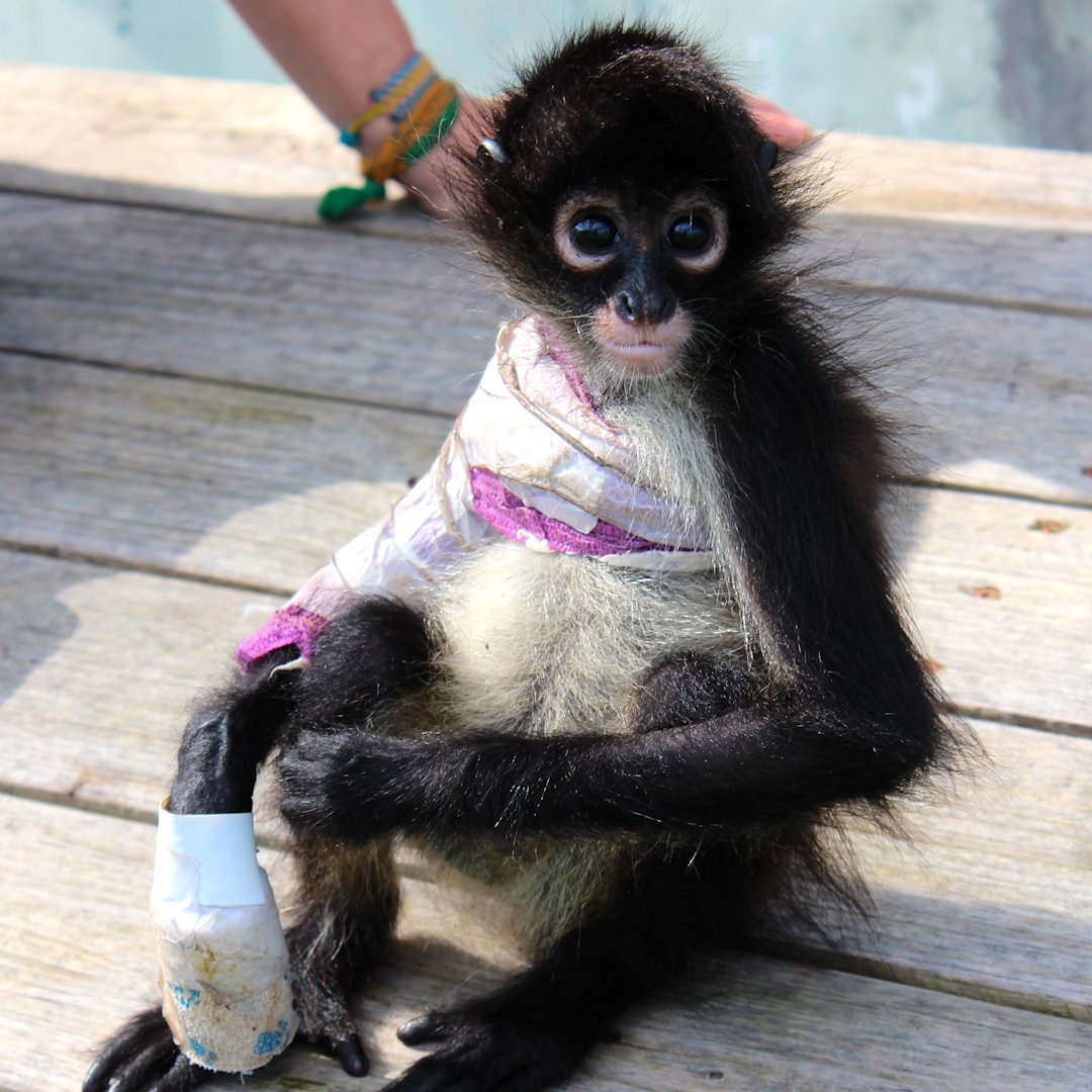 201 best Twitter Monkeyes images on Pholder | Arctic Monkeys, Impact ...