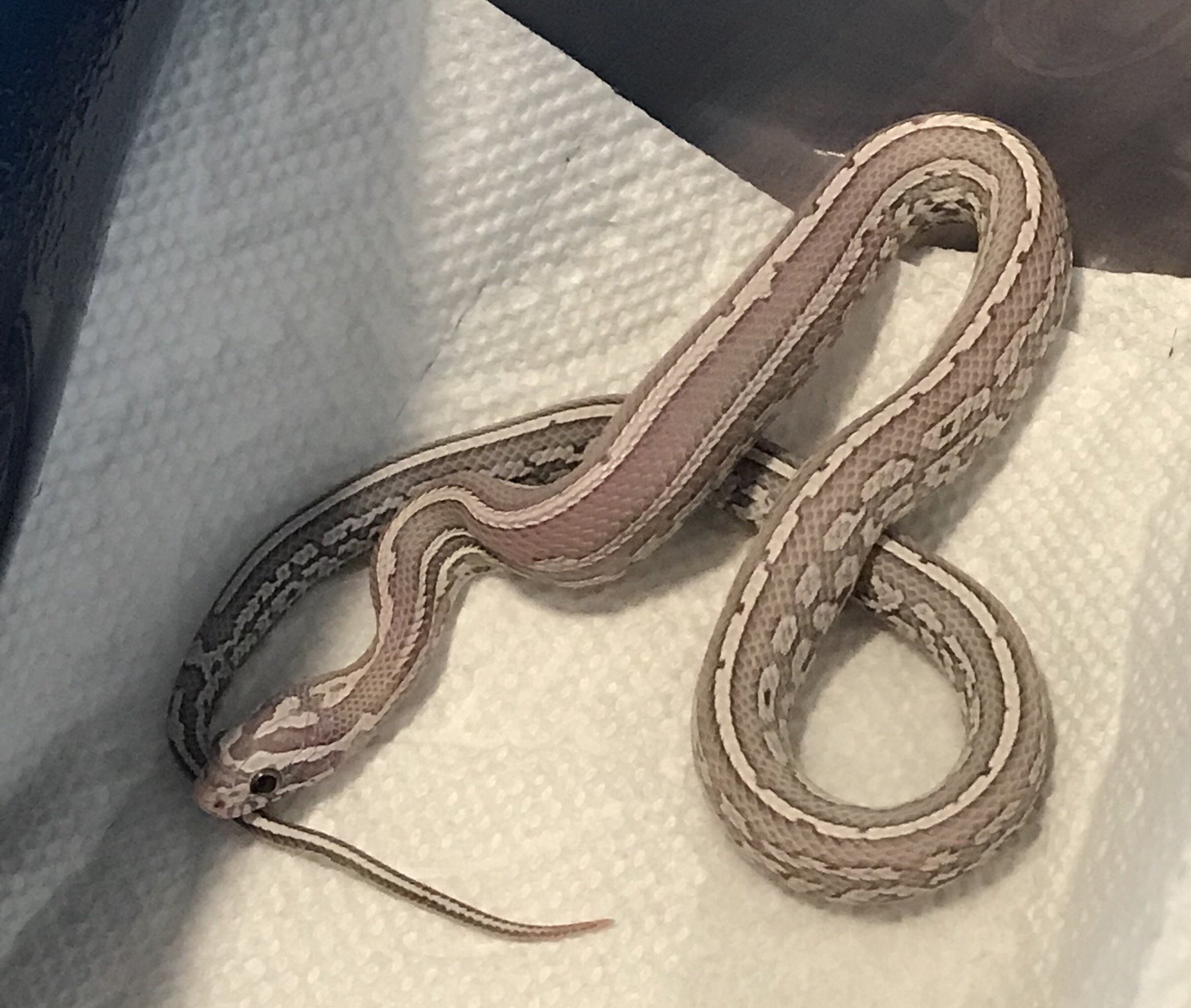 Ultramel Anery Corn Snake