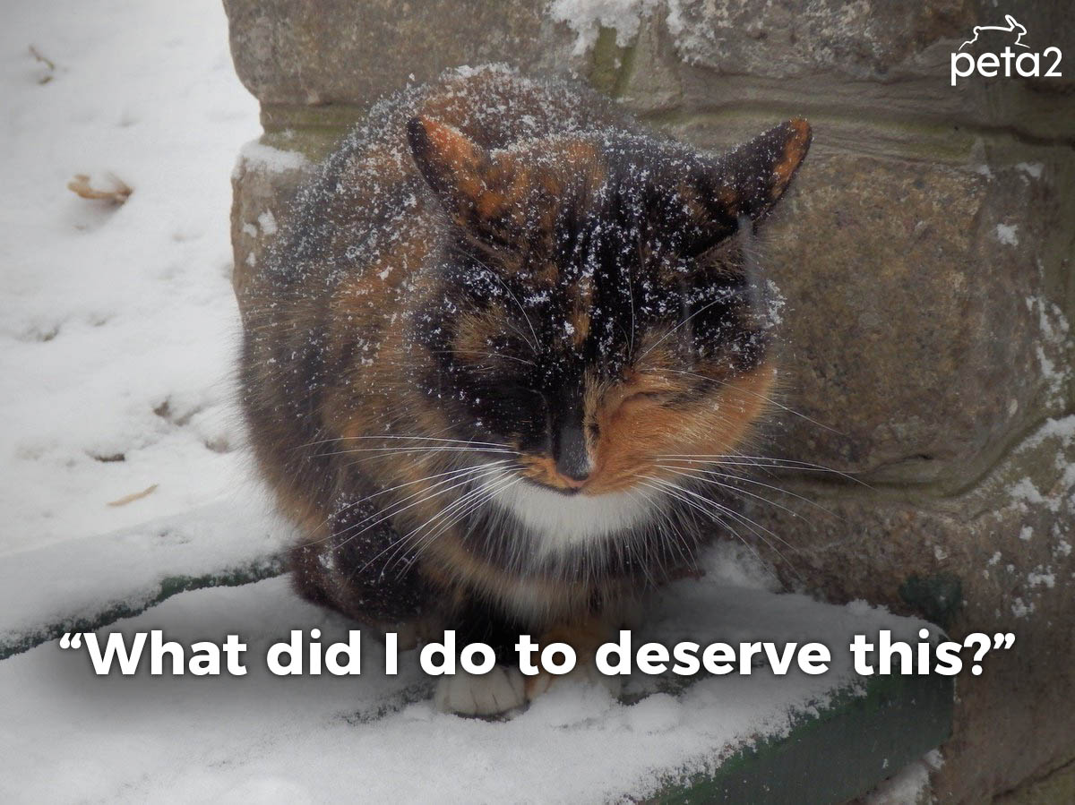 Freezing Cold Funny Animals