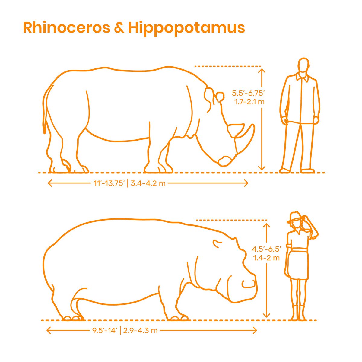 Rhino Vs Hippo