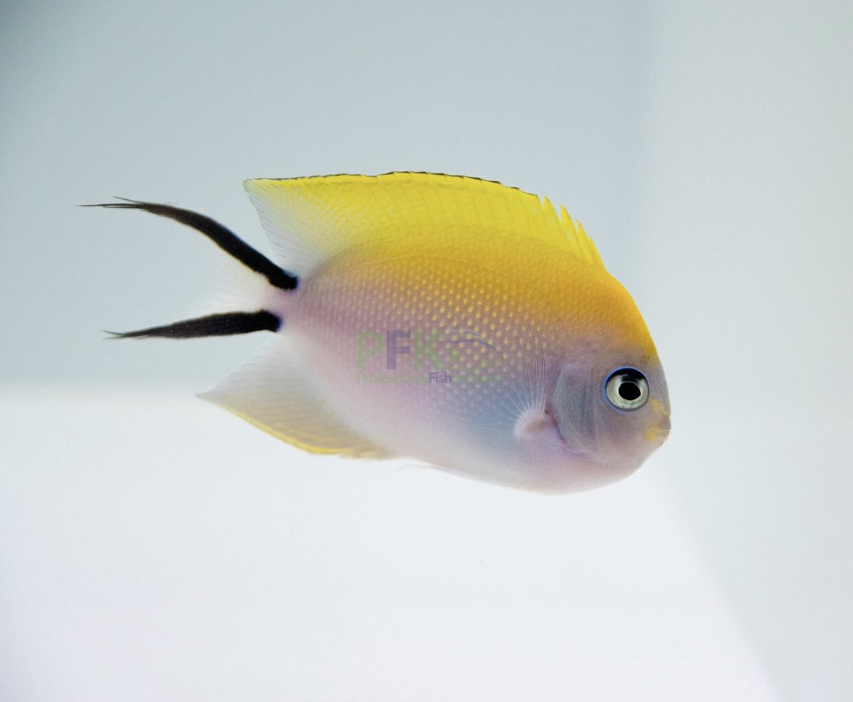 Swallowtail Angelfish