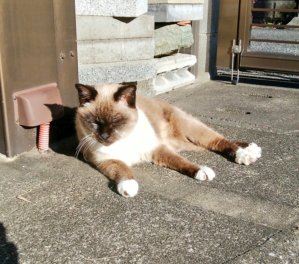 みーすけ (@misuke_867) | Twitter