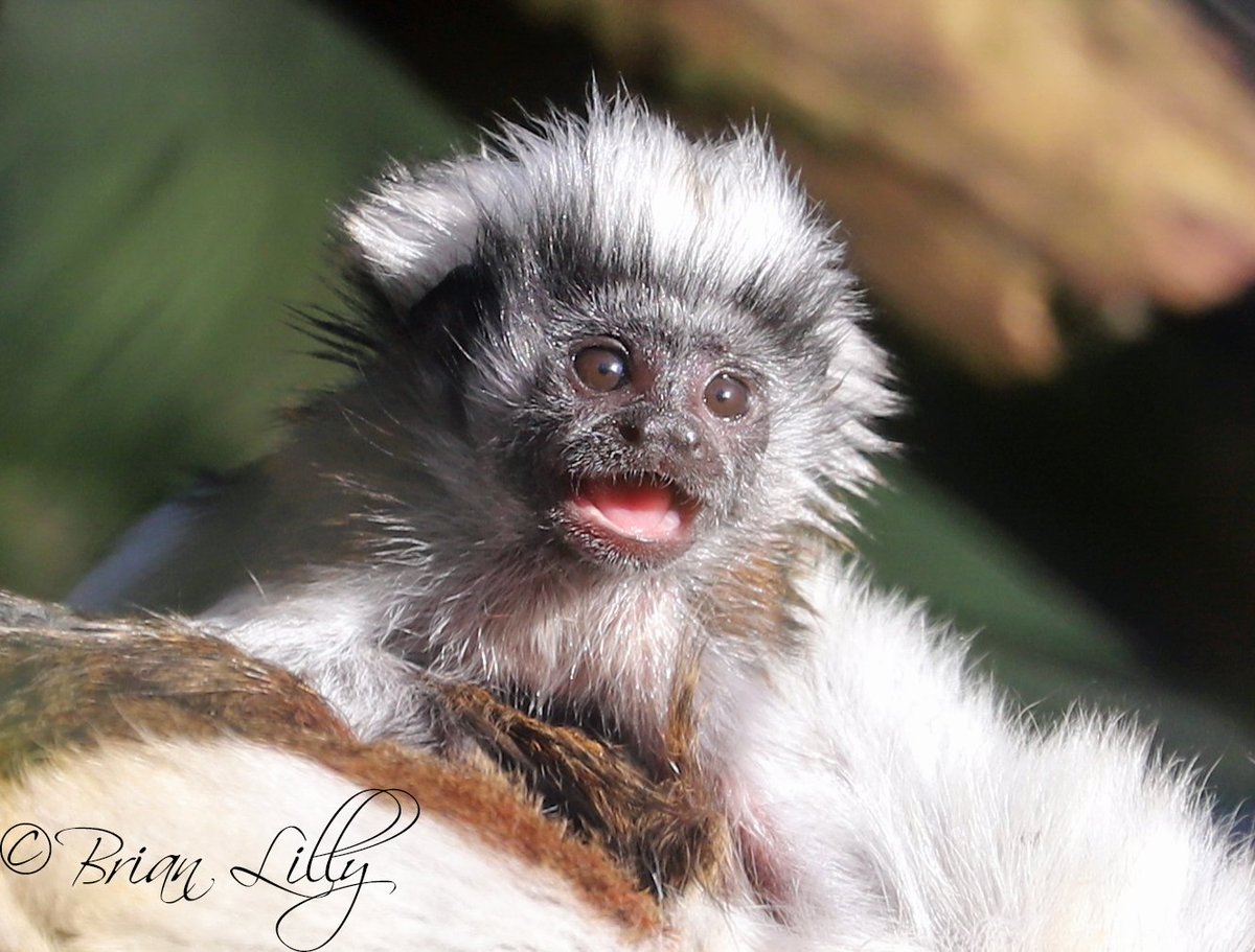 Baby Cotton Top Tamarin