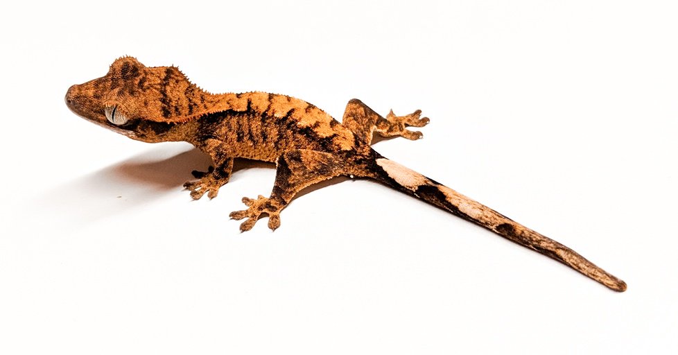 Tiger Crested Gecko