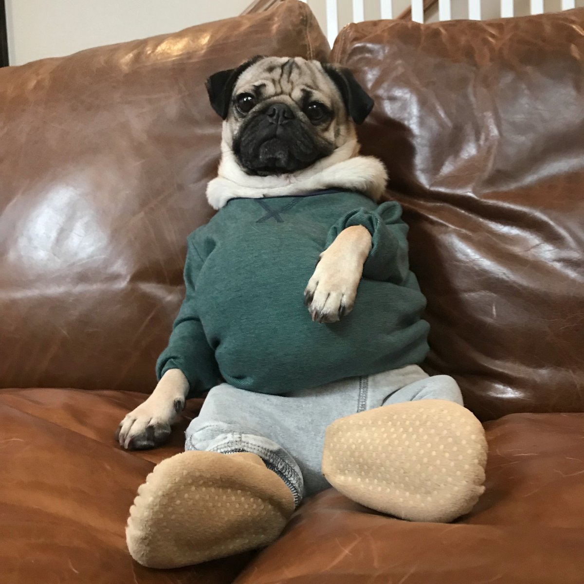 368 best Twitter u/itsdougthepug images on Pholder | As a ...