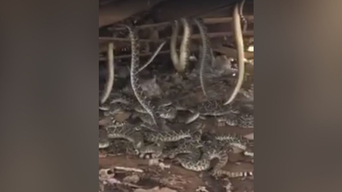 ?? Slithering surprise: Man finds dozens of rattlesnakes underneath ...