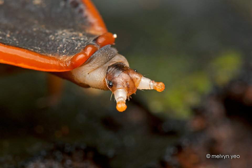 Trilobite Beetle Male