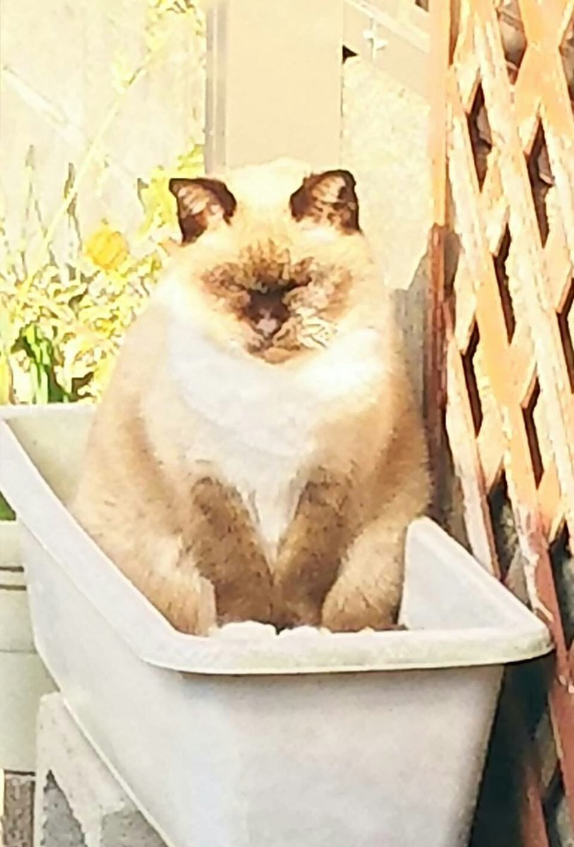 みーすけ (@misuke_867) | Twitter