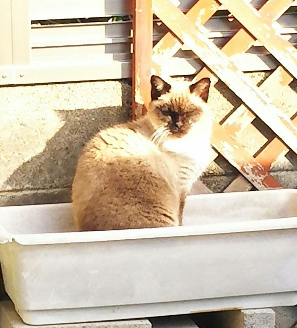 みーすけ (@misuke_867) | Twitter